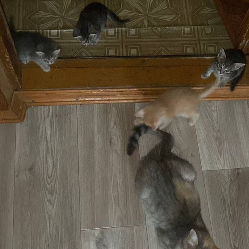 Котятки