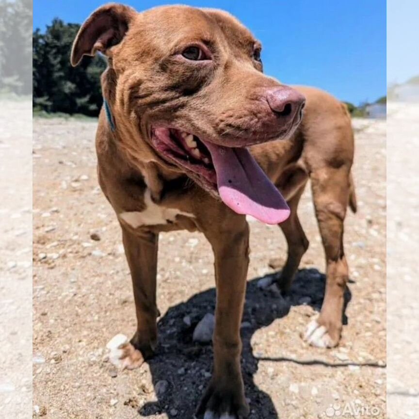 Американский стаффордширский терьер, взрослый пёс