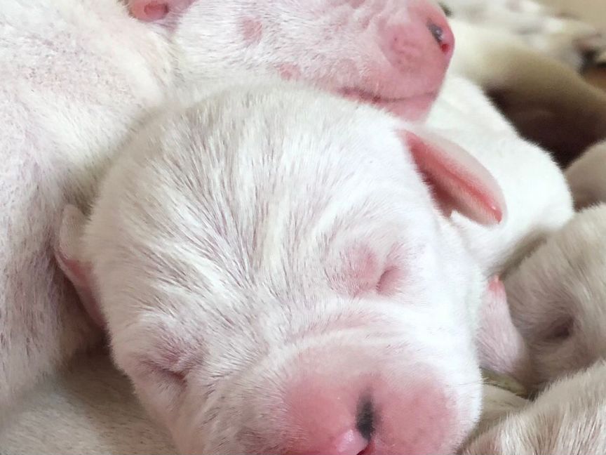 Аргентинский дог щенки