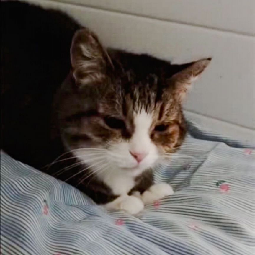 Кошечка Фима