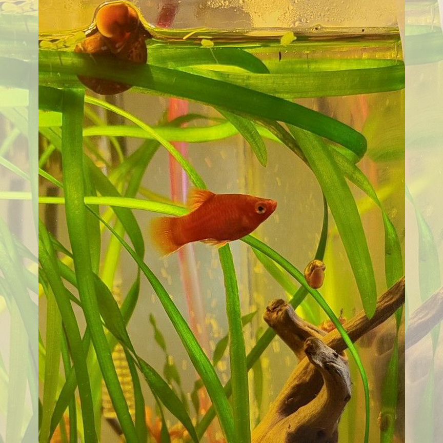 Самец пецилии красный