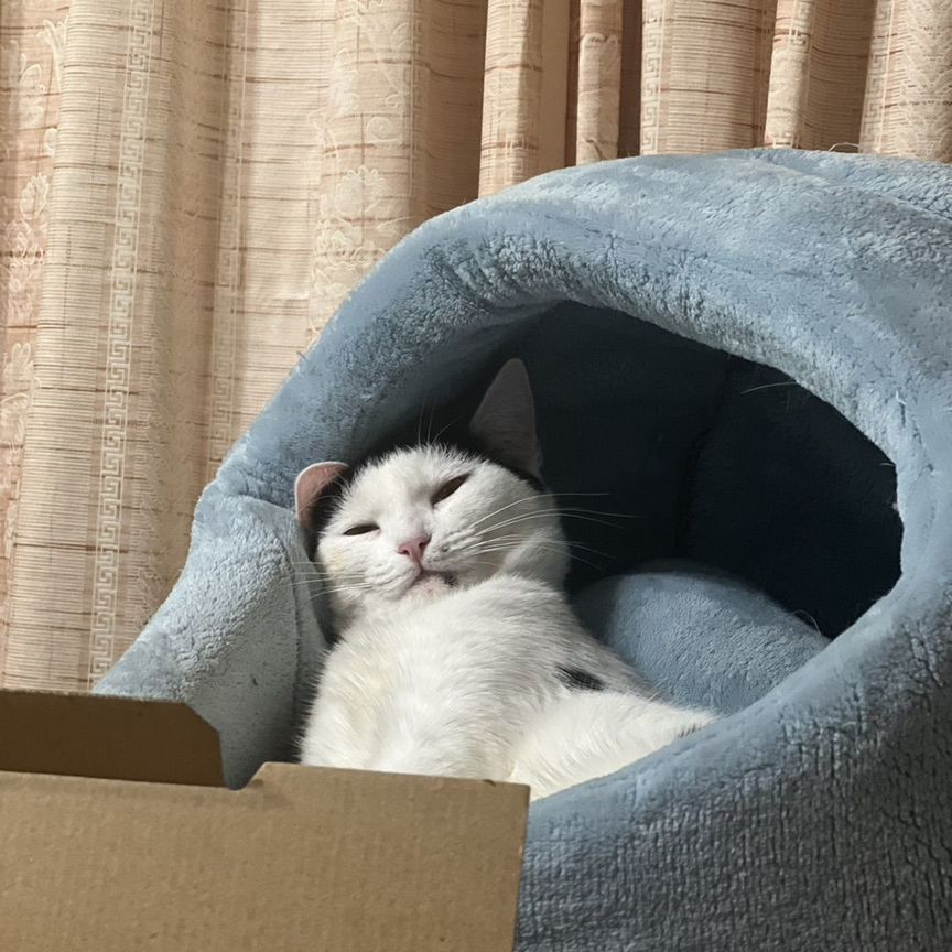 Пенни ищет дом