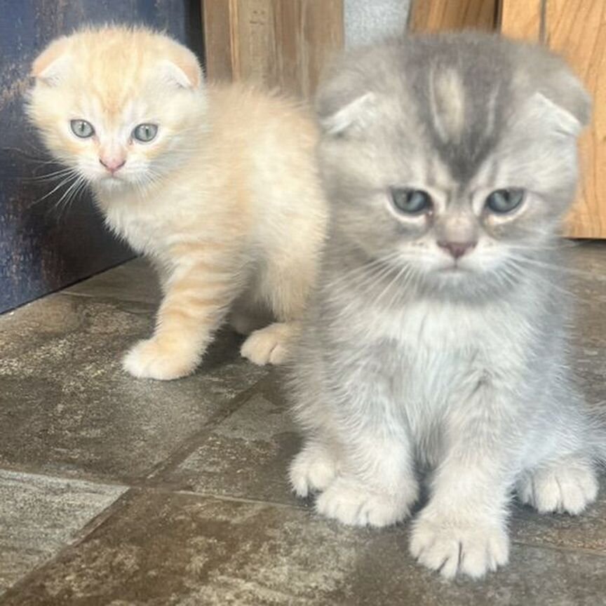 Продам котенка шотланская вислоухая