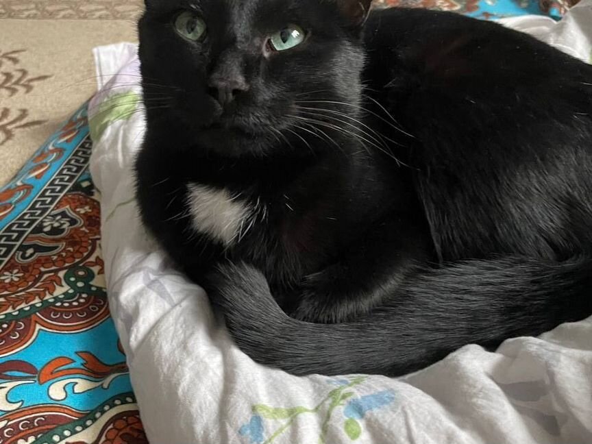 Кошка