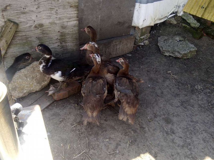 Мускусные утки тяжёлая линии