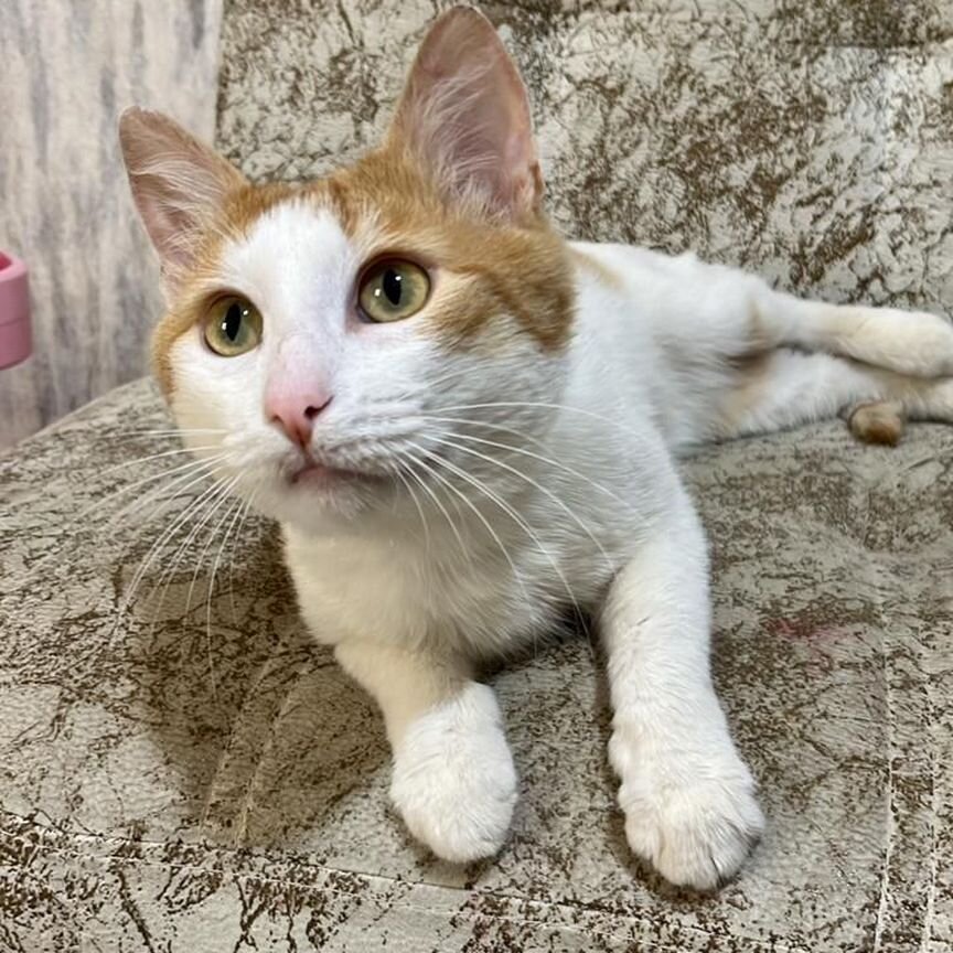Кот