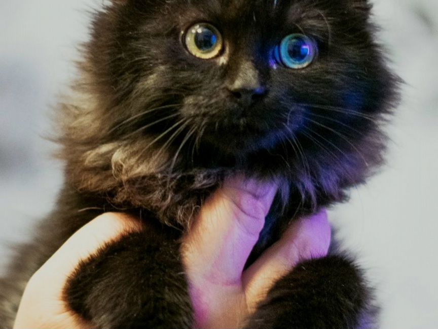 Пушистая красавица Ассоль