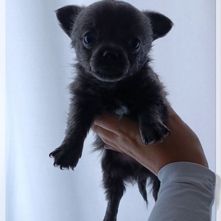 Щенки чихуахуа