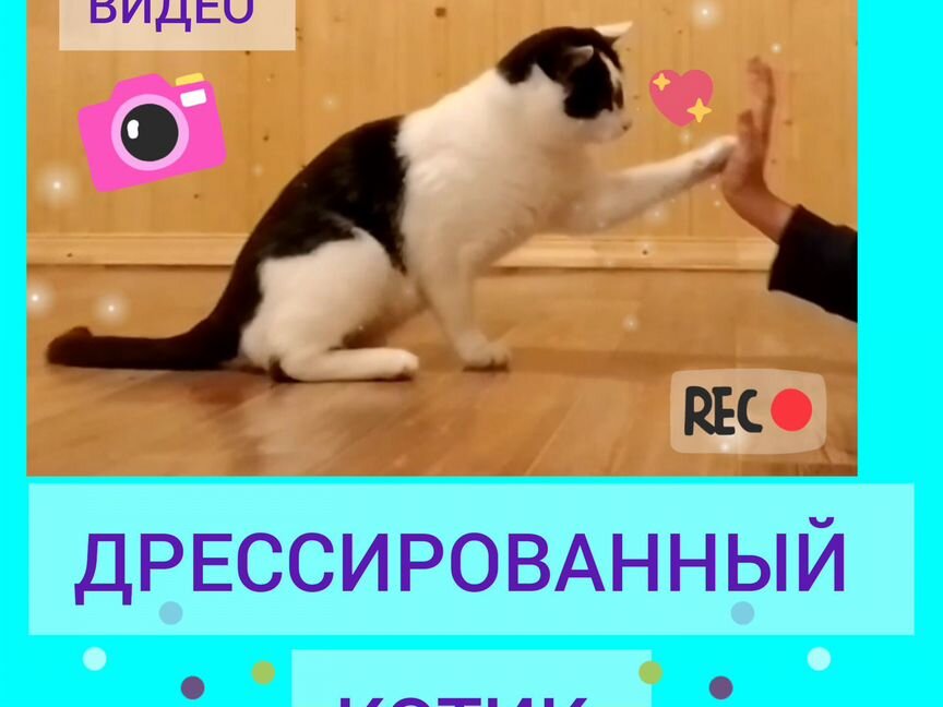 Дрессированный котик. Котенок Кошка Кошечка