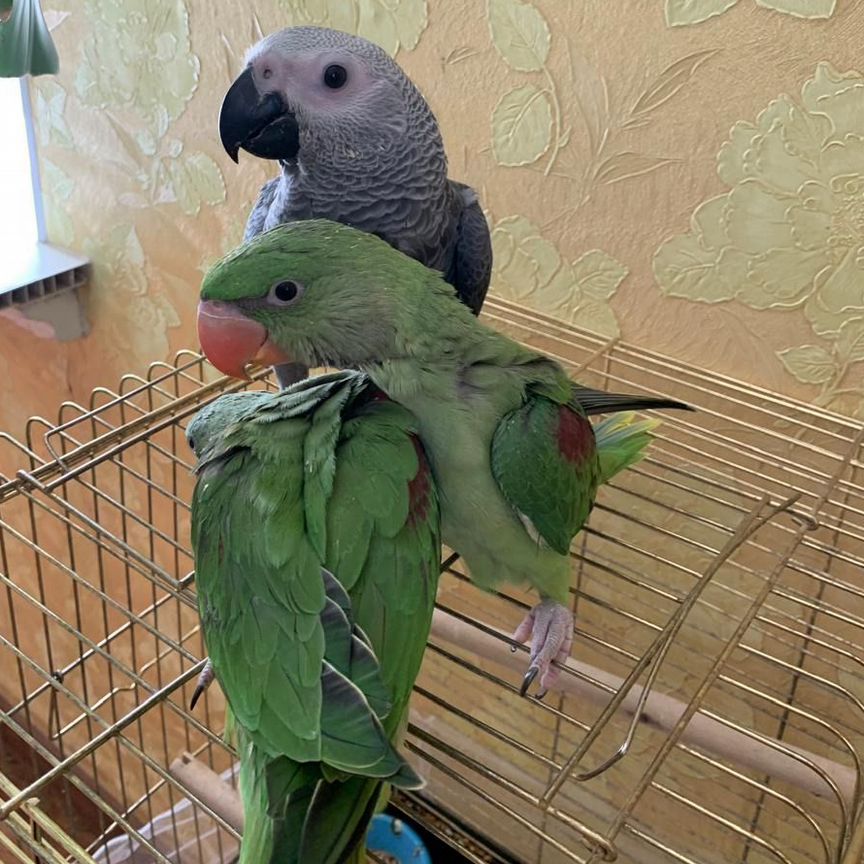 Попугай выкормыши ручные