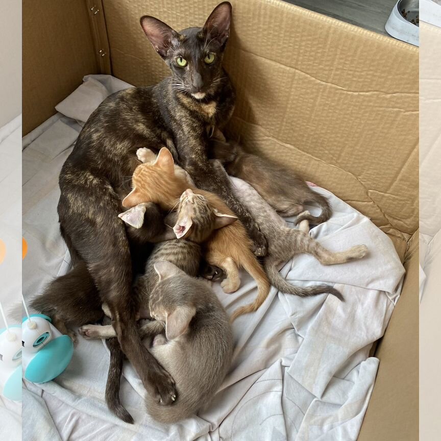 Рыжий котенок мальчик