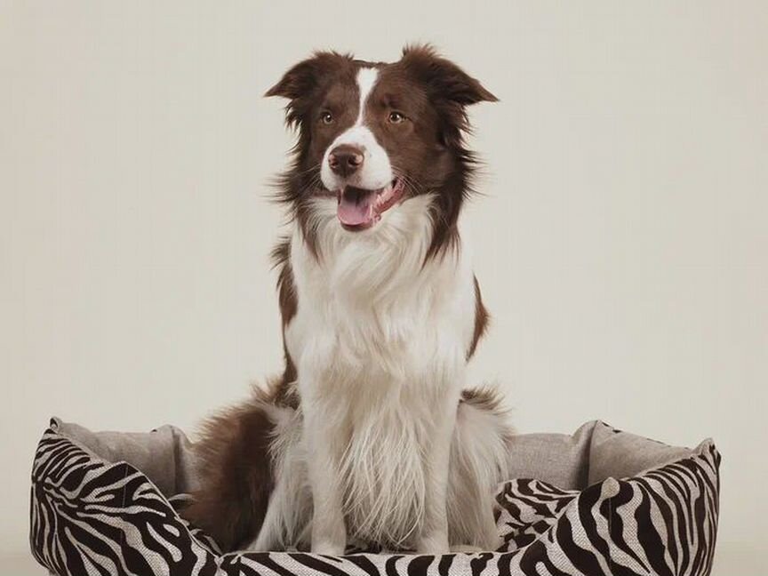 Лежанка для собак и кошек