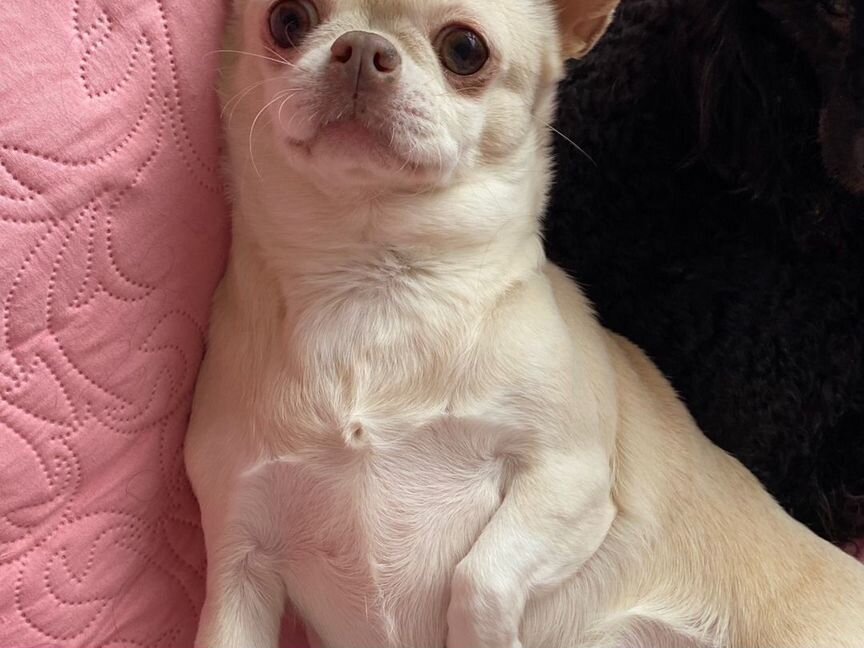 Взрослые воспитанные красотки чихуахуа