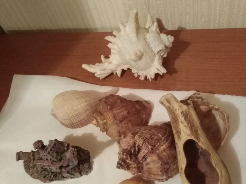 Морские ракушки