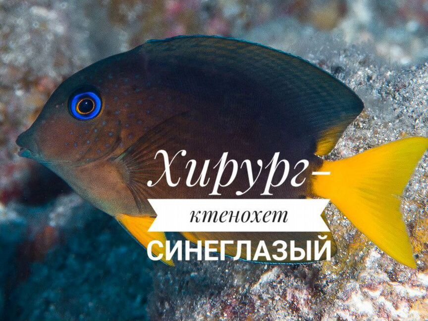 Хирург-ктеноxет синеглазый, L(рыбка в наличии)