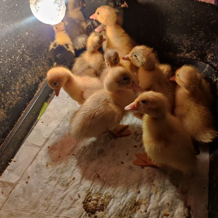 Утята домашнии