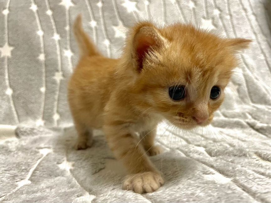 Котенок