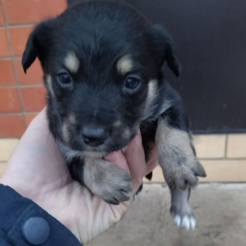 Щенок в добрые руки