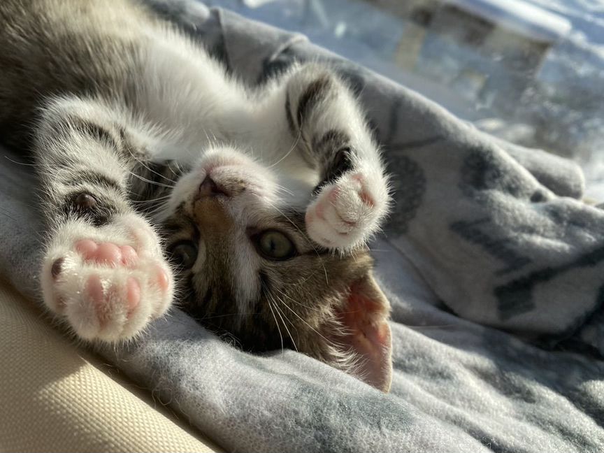 Котенок в добрые руки