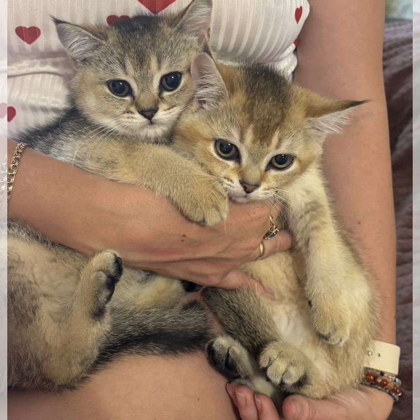Котята золотая шиншилла