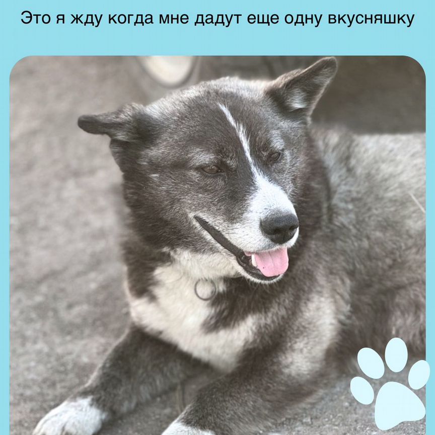 Собака, мальчик, Пушок, 1,5 года