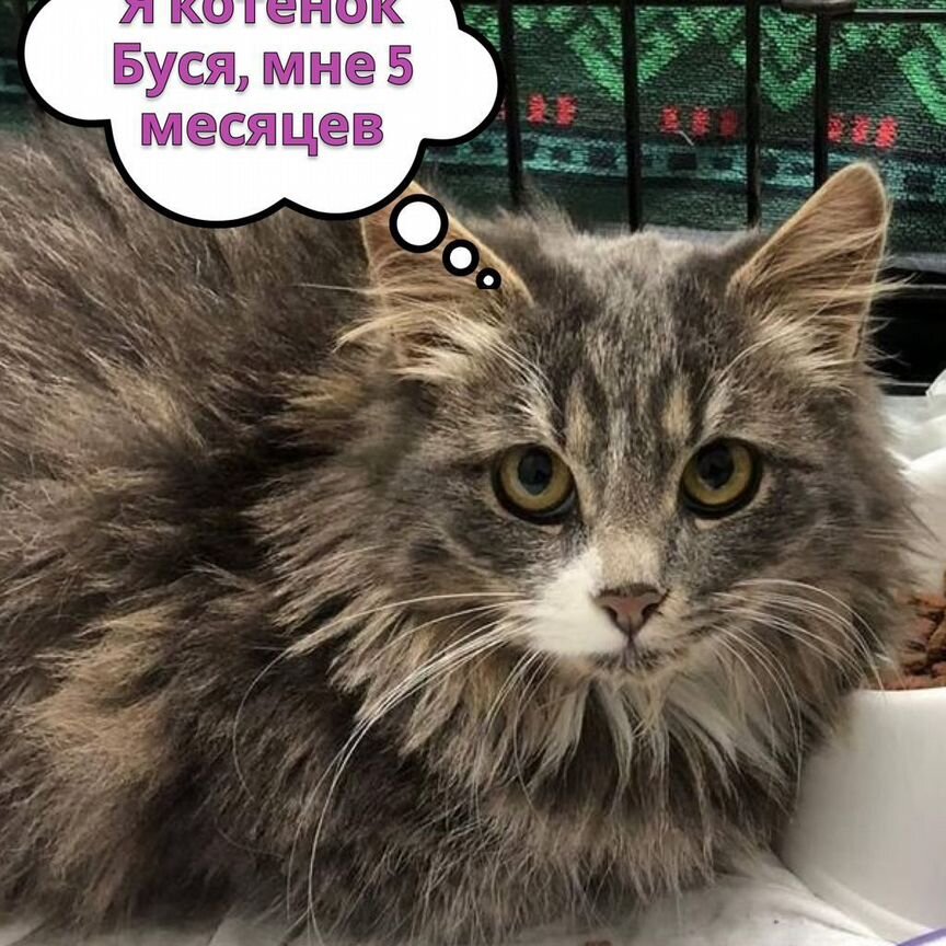 Кошечка Буся бесплатно в добрые руки