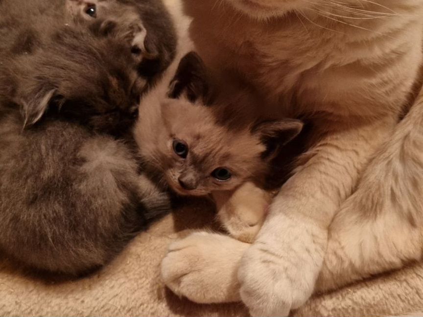 Шотландские котята