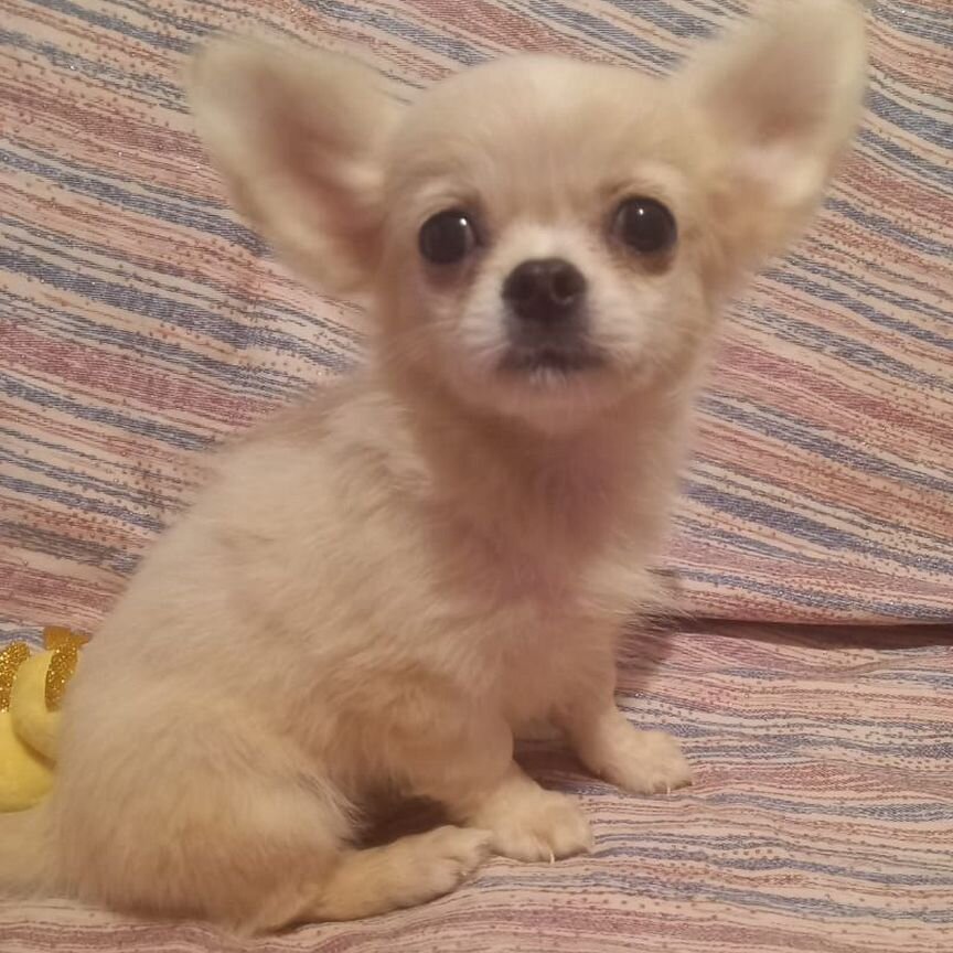 Щенки чихуахуа