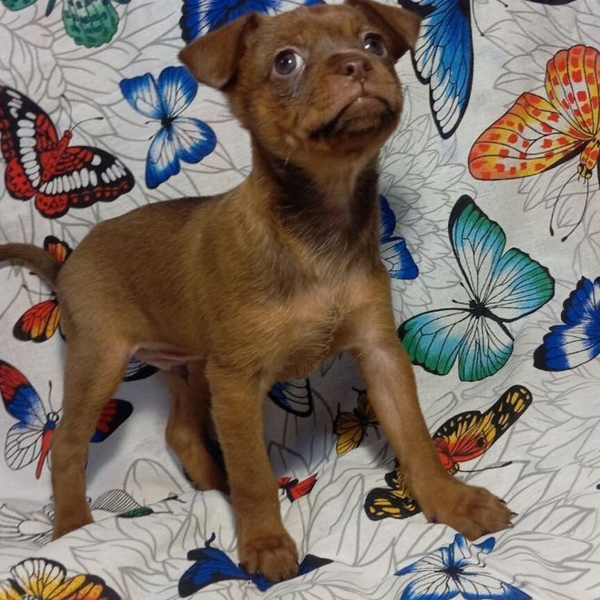 Русский той-терьер, щенок