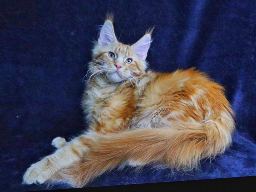 Черныш дымный котенок Мейн кун