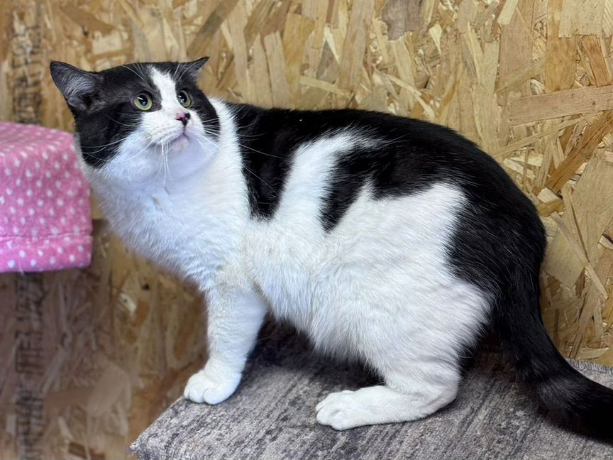 Кот Батон живет в приюте