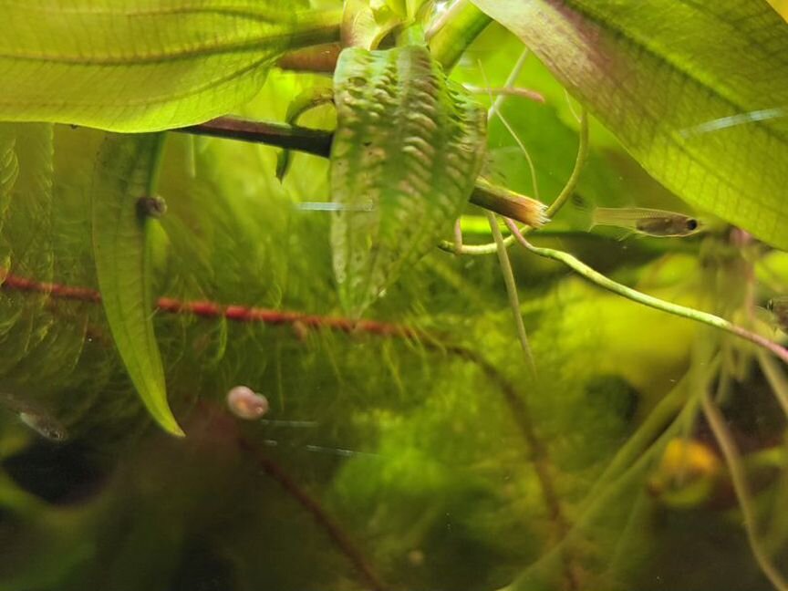 Растения для аквариума