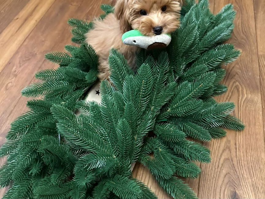 Новогодние подарочки мальтипу