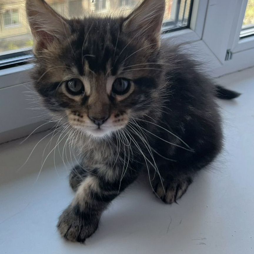 Мейн-кун котёнок