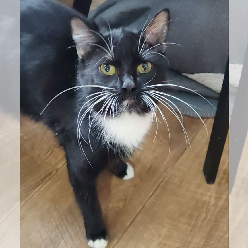 Взрослая, кошка в добрые руки