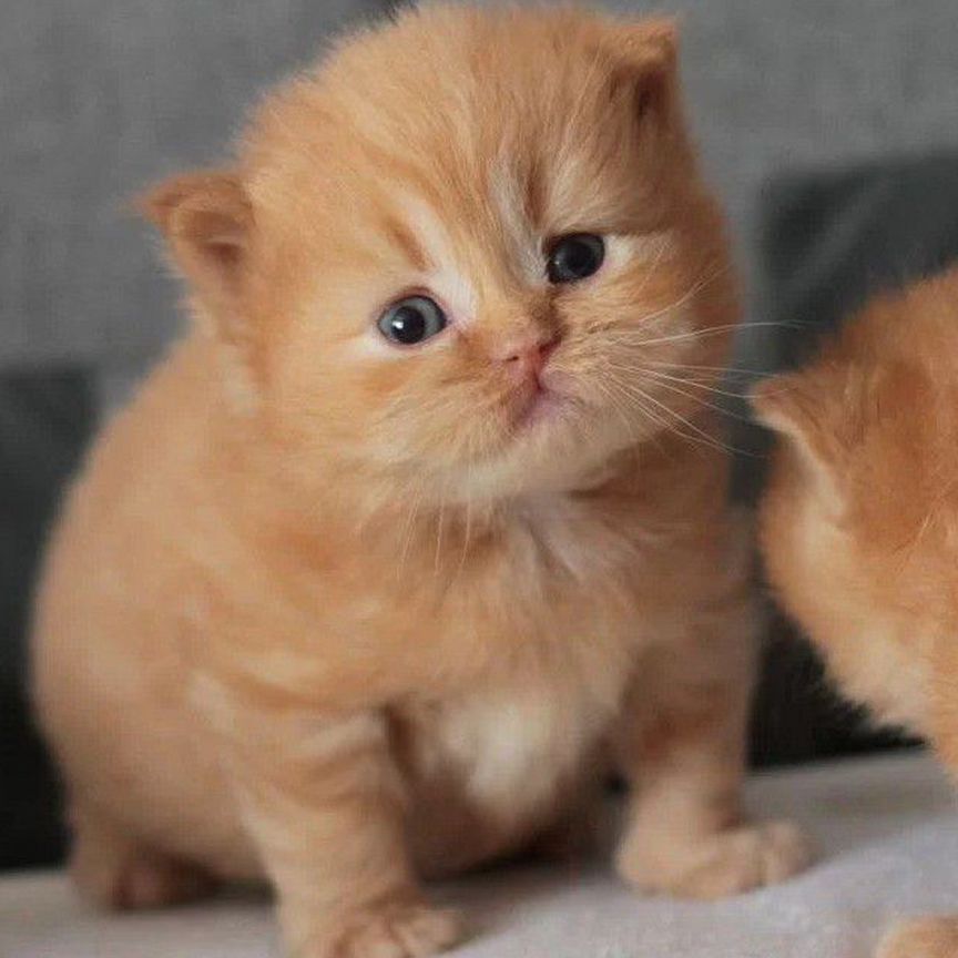 Британский короткошёрстный котёнок