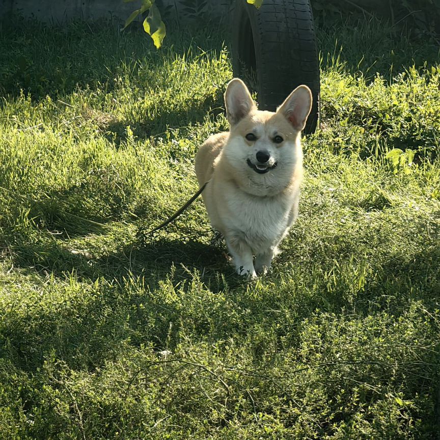 Любимка королевы англии