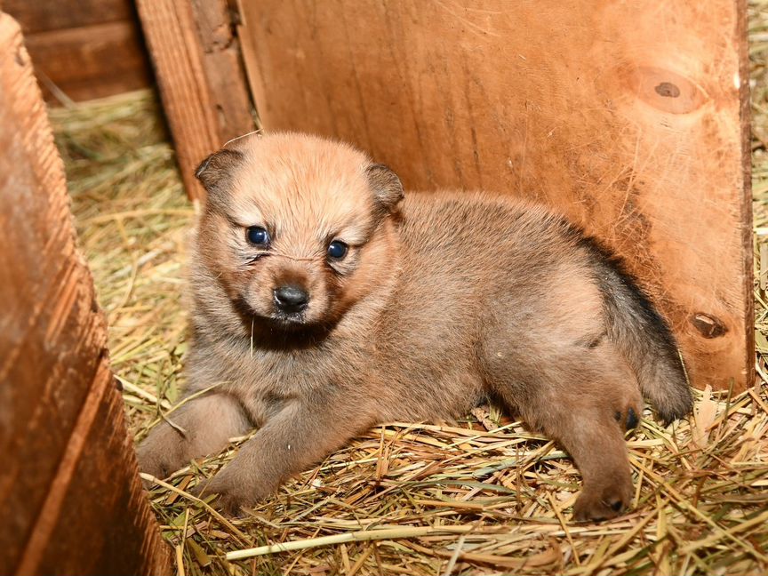 Щенки карело-финской лайки