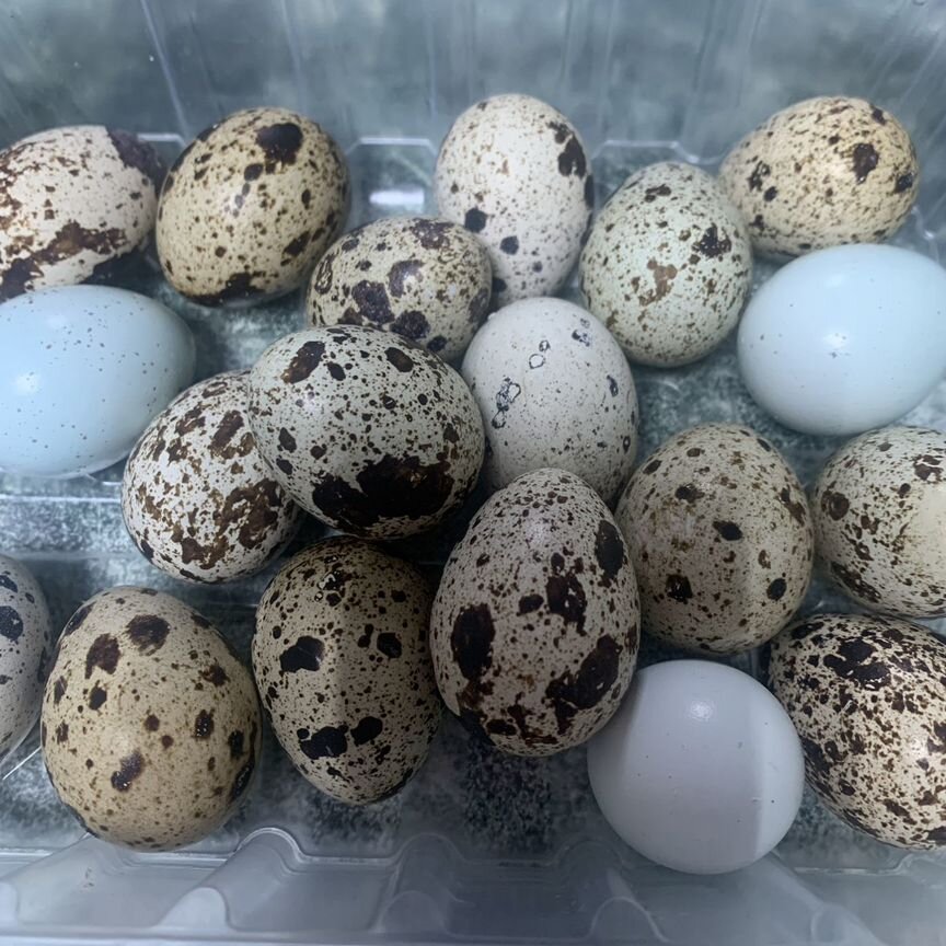 Яйца перепелиные домашние 20шт