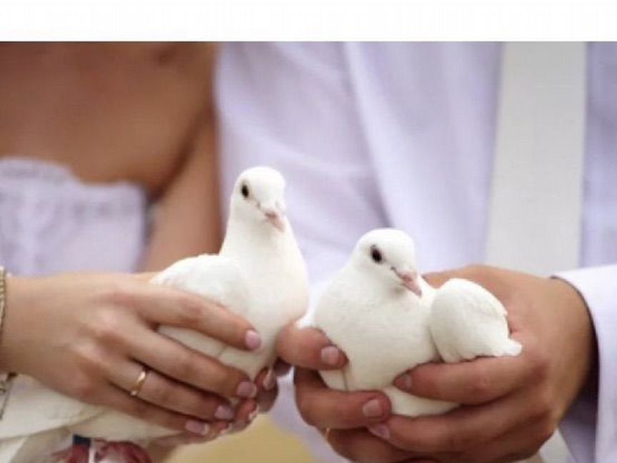 Голуби на праздники