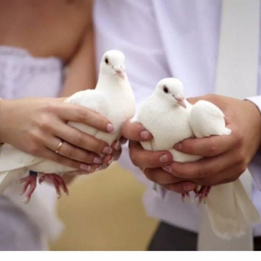 Голуби на праздники