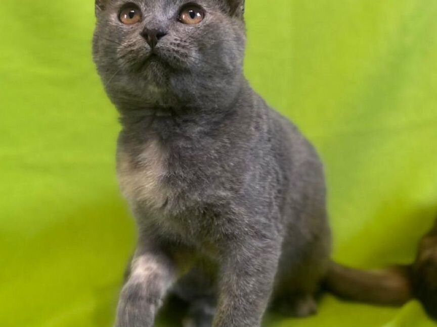 Кошечка в добрые руки, 4,5 мес