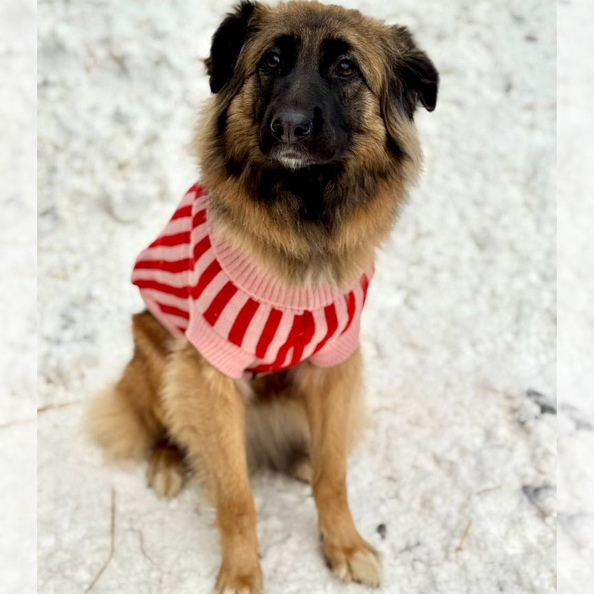 Взрослая собака в добрые руки