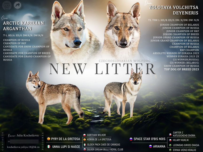 Щенки чехословацкого влчака