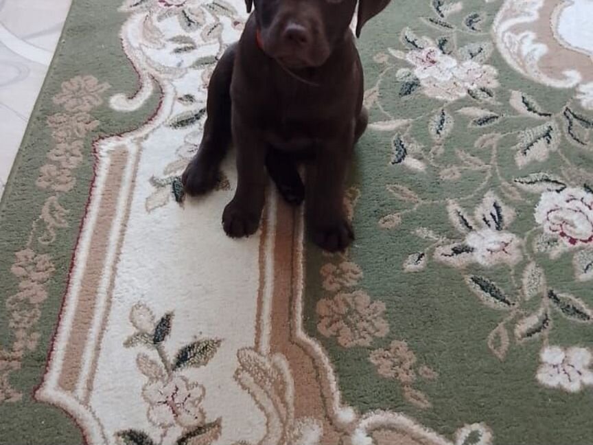 Лабрадор малышка