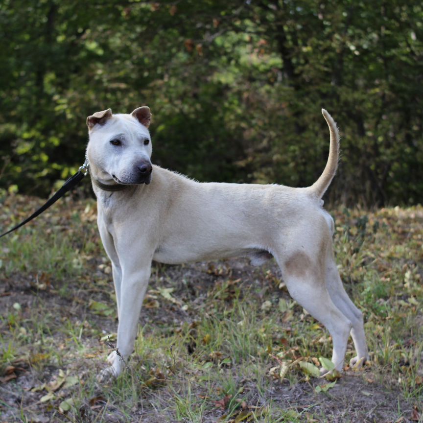 Пёс Харитон в добрые руки