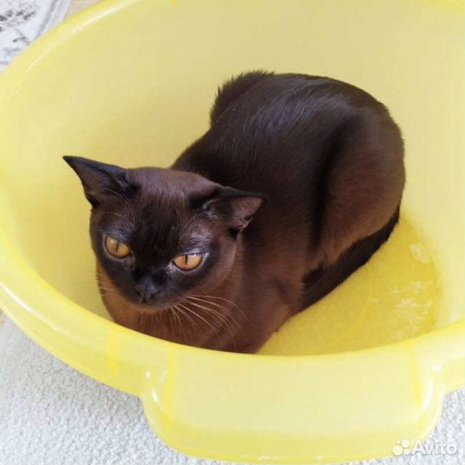 Бирманские котики в Казани