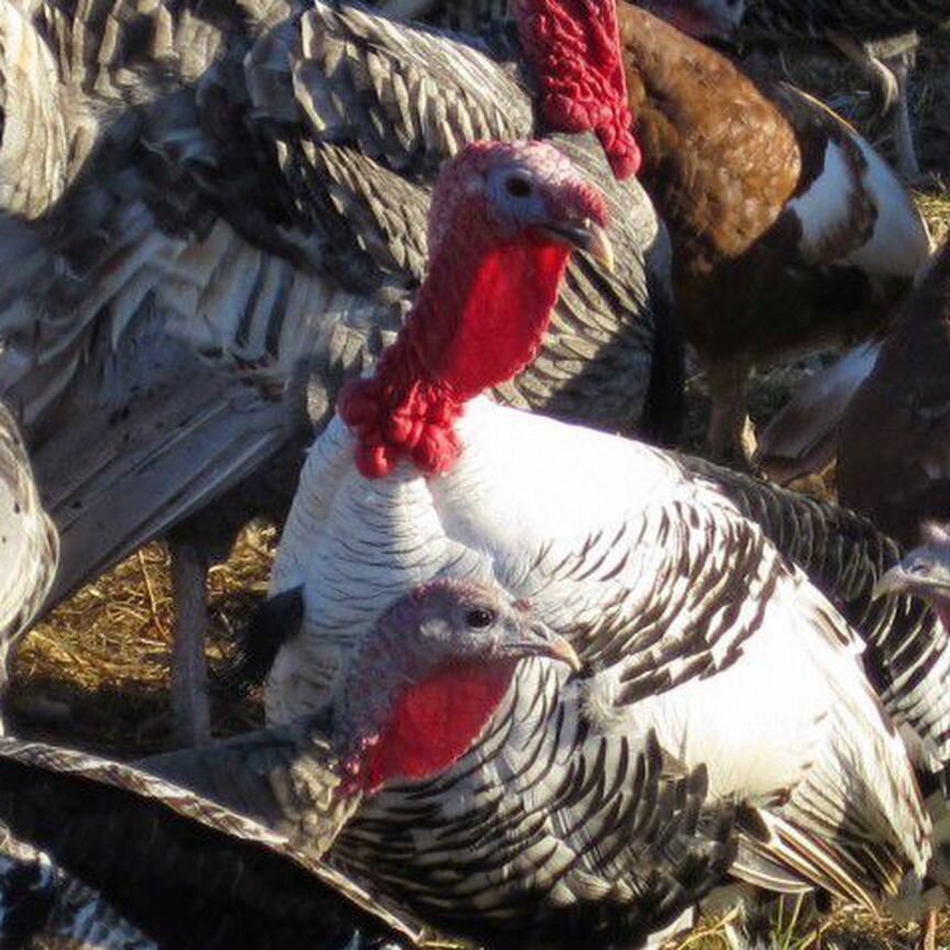 Индюки степные домашние живым весом