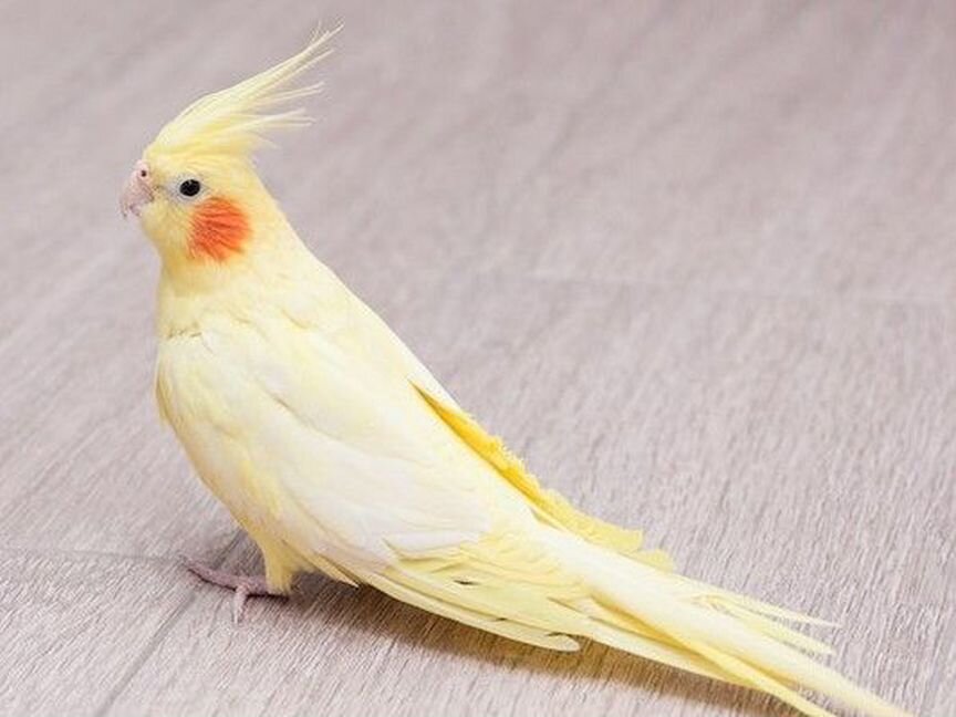 Попугай Коррела