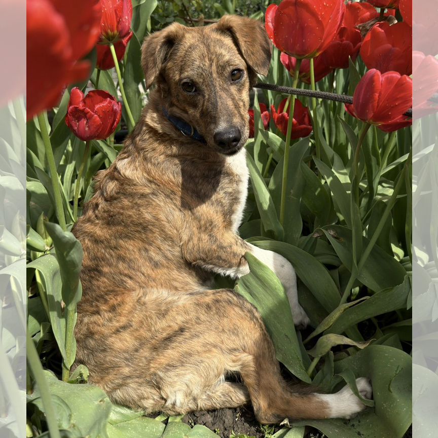 Взрослая собака в добрые руки